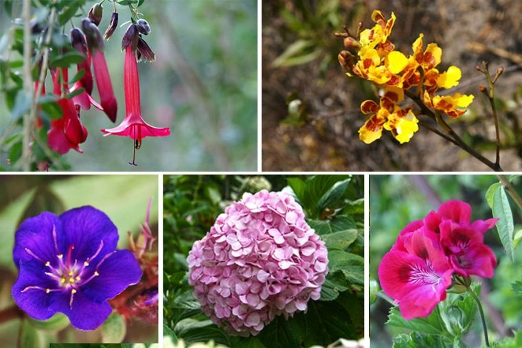 The 8 most representative flowers of Peru - Illa Kuntur Travel