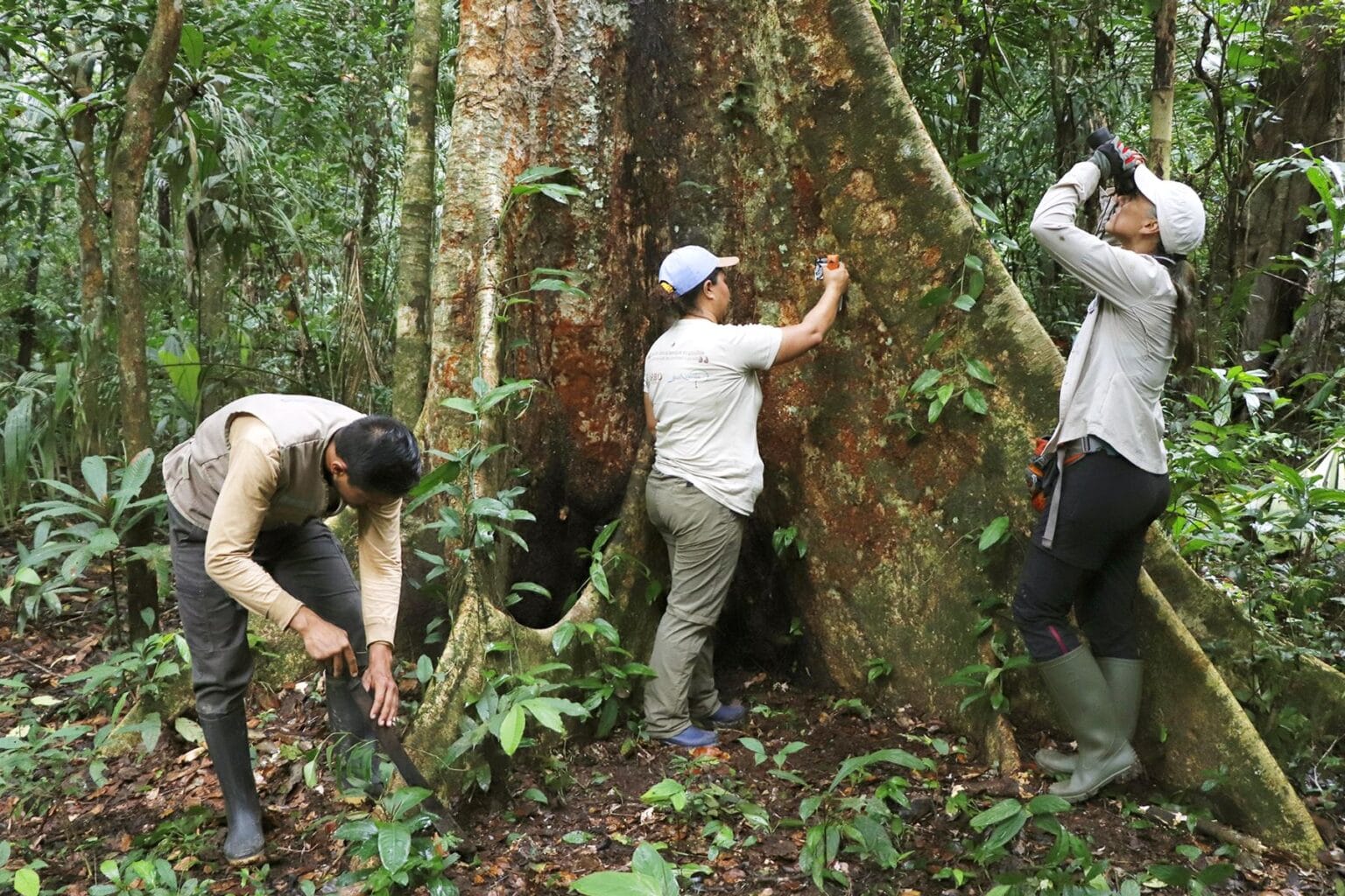 Forests of Peru: A Journey Through Nature and Biodiversity - Illa ...